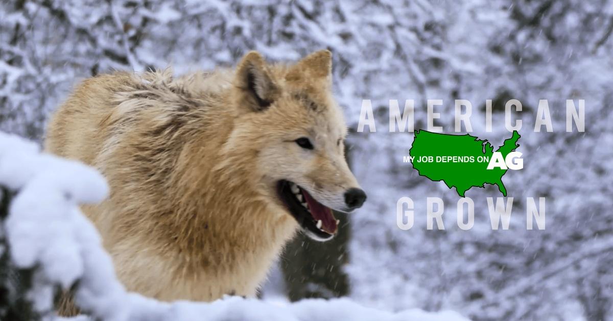 American Grown: My Job Depends on Ag | Sierra Valley Wolves Part 2 ...