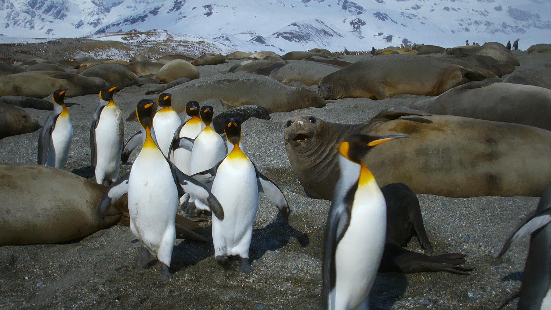 S38 E18: King Penguins Tiptoe Around Elephant Seals | Watch Nature PBS ...