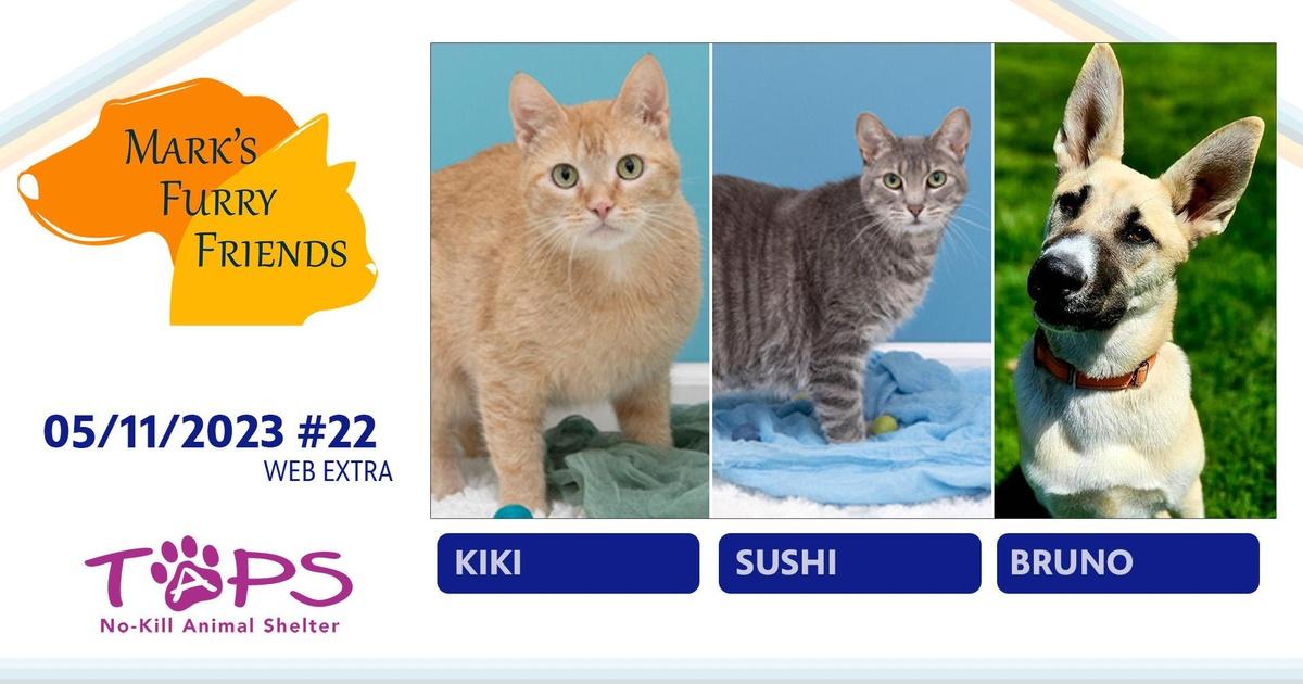 Mark’s Furry Friends | 05/11/2023 | Kiki, Sushi and Bruno | Web Extra ...