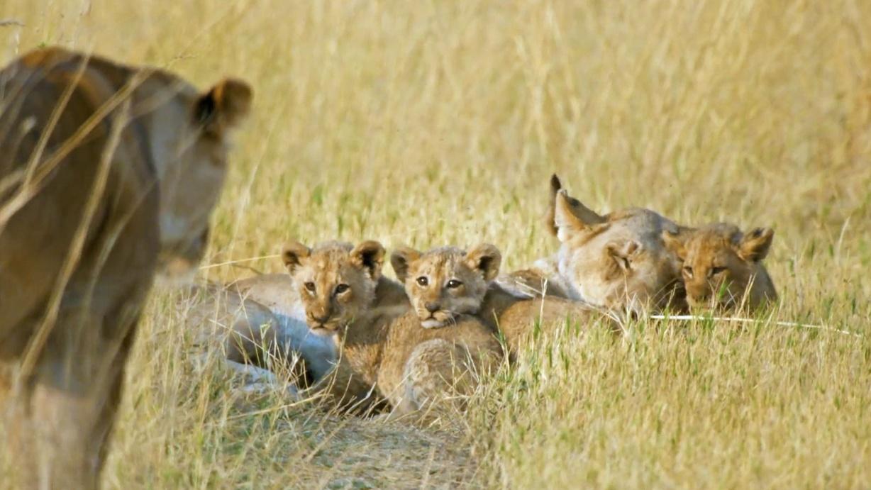 Competition for Food Increases with More Mouths to Feed | Watch on ...