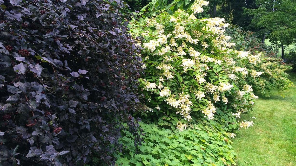 Creating a Bird-friendly Garden with Margaret Roach | Watch on PBS Wisconsin