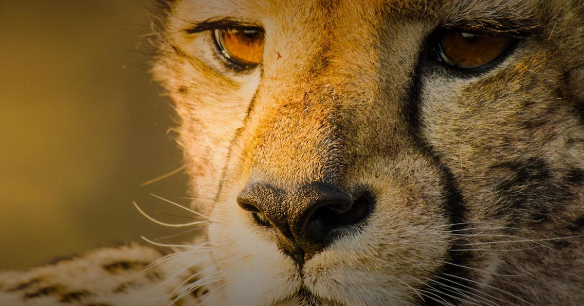 Big Cats 24/7 | Big Cats Unleashed - Can we save Africa's Big Cats? | PBS
