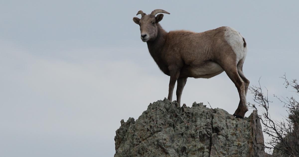 RMPBS News | Battle of the sheep: How a pathogen from domestic sheep ...