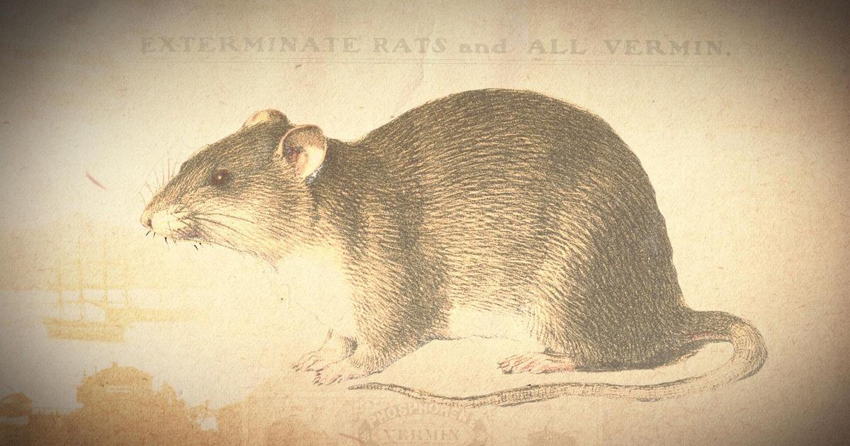 American Experience | The War on Rats | Season 34 | Episode 4 | PBS