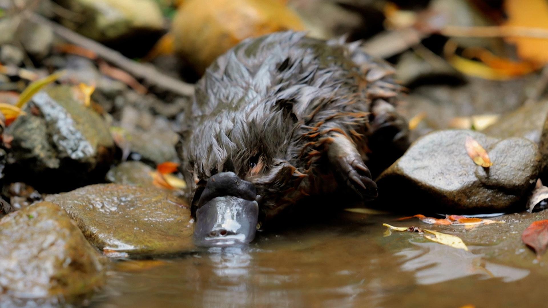 Baby Platypus Caught on Camera | Nature | THIRTEEN - New York Public Media
