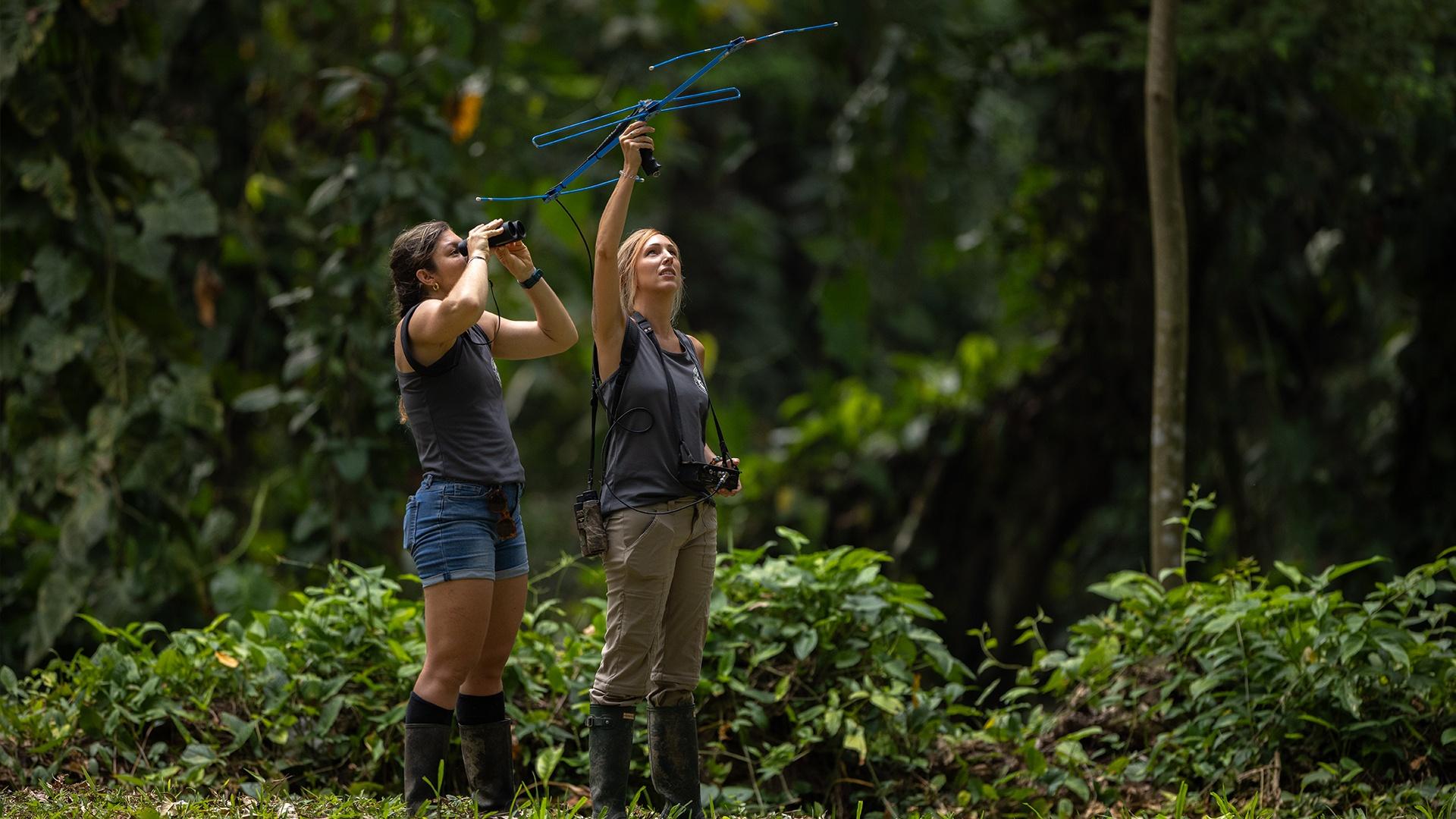 Life-Saving Bridges For Sloths | Nature | NJ PBS