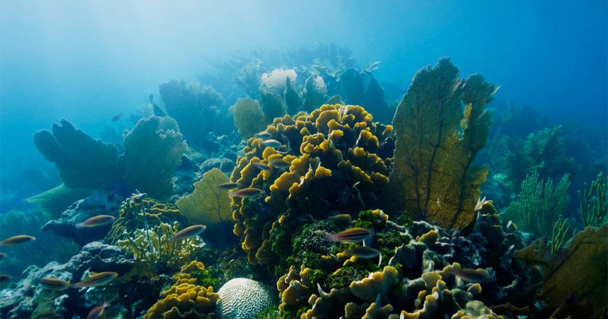 Nature | Miraculous Comeback: How This Coral Recovered From Bleaching ...