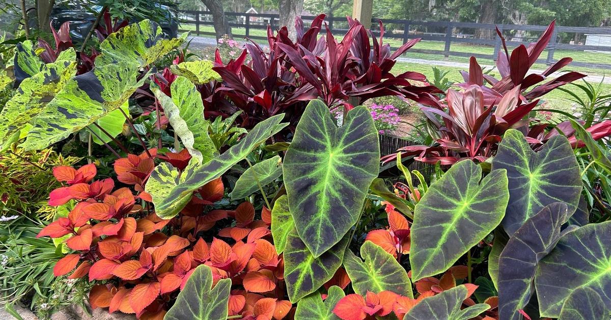 Making It Grow | SCETV