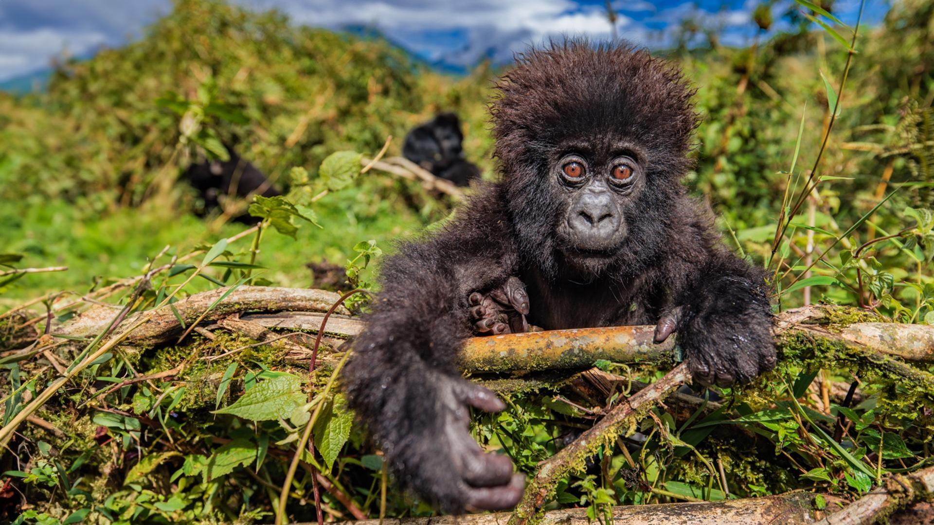Backpacking Rwanda | Epic Trails | WLIW