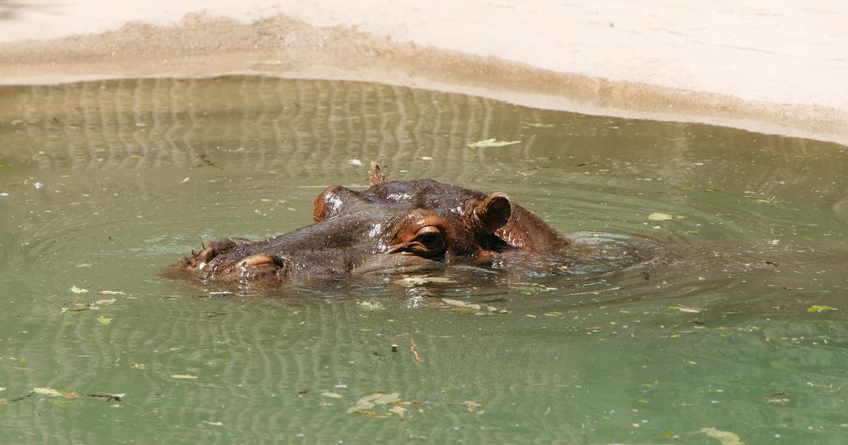 RMPBS News | Hippo Mahali hasn't flown the mud pit yet | Season 2026 | PBS