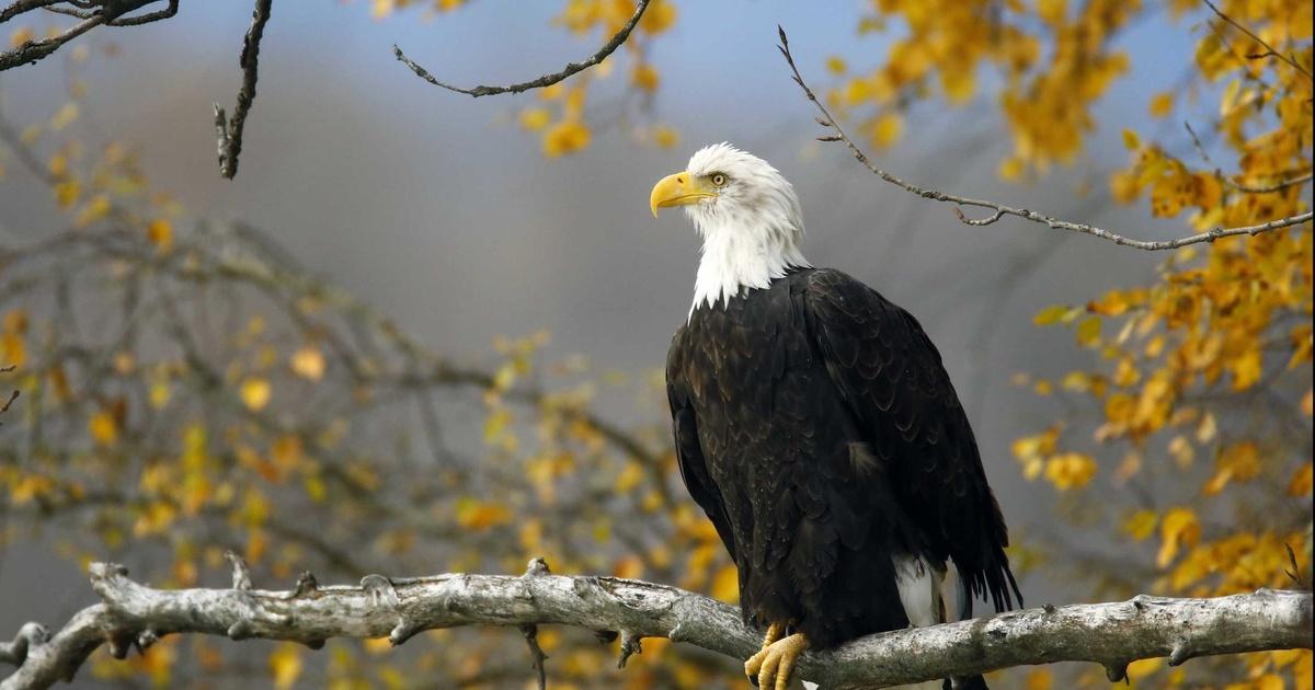 PBS News Hour | The bald eagle was never officially named the national ...