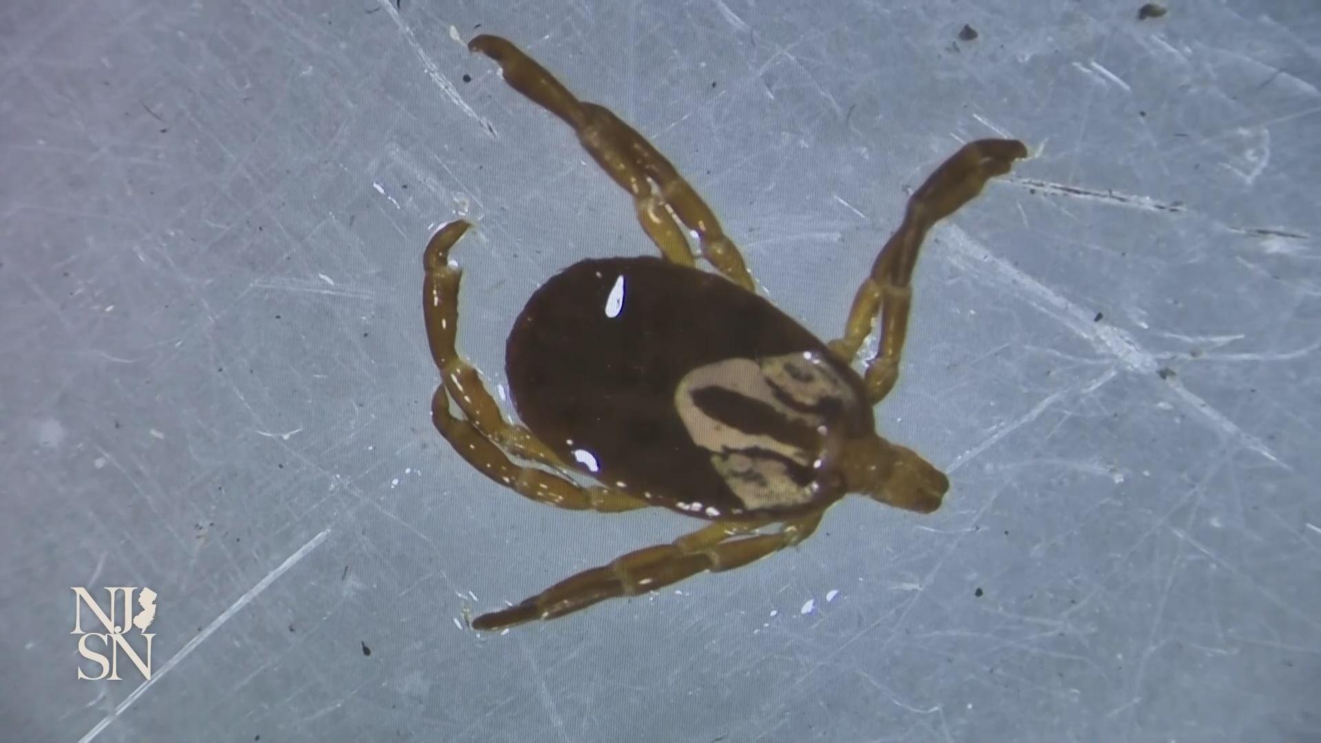 Check for ticks: NJ is seeing more tick-borne Lyme disease | NJ ...