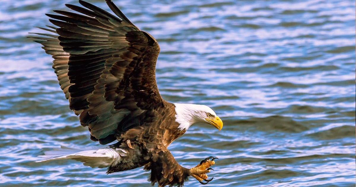Bald Eagles are Back | Season 2019 Episode 9 | Jay's Chicago | PBS