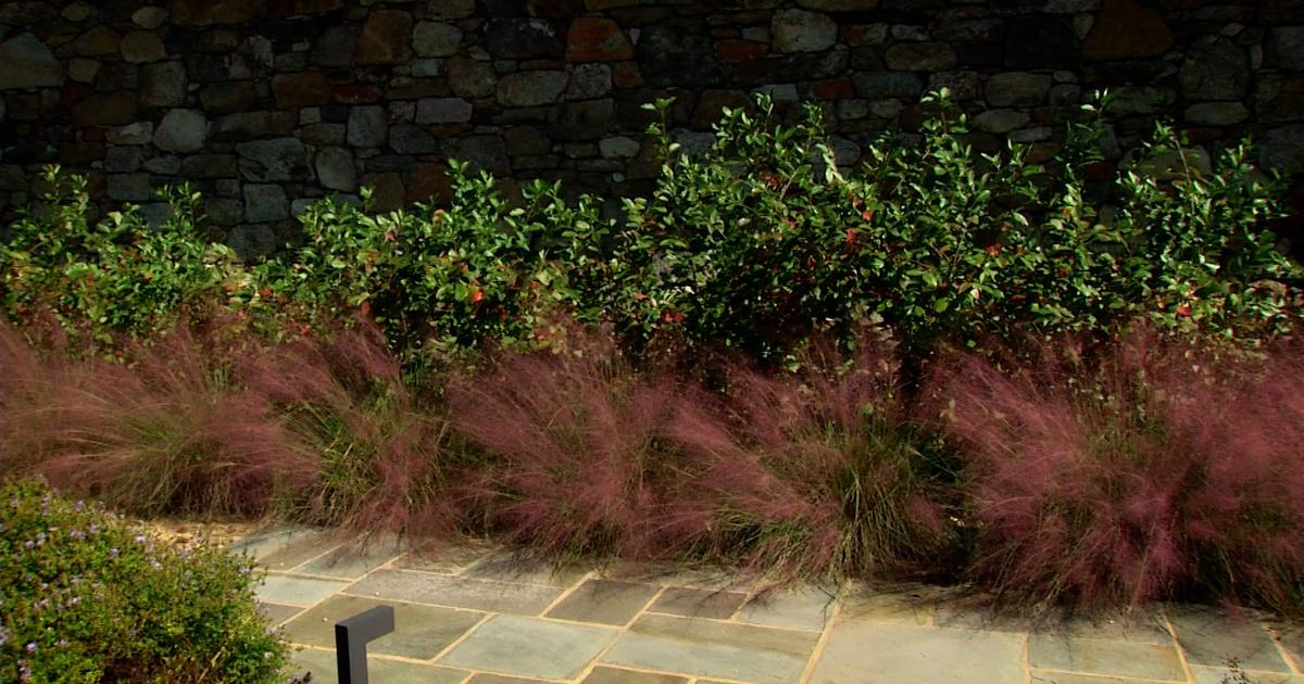 Virginia Home Grown | Selecting Native Plants | Season 24 | Episode 8 | PBS