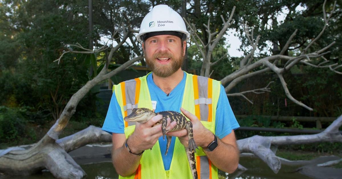Let's Learn | NORTH AMERICAN ALLIGATORS | Season 2024 | PBS