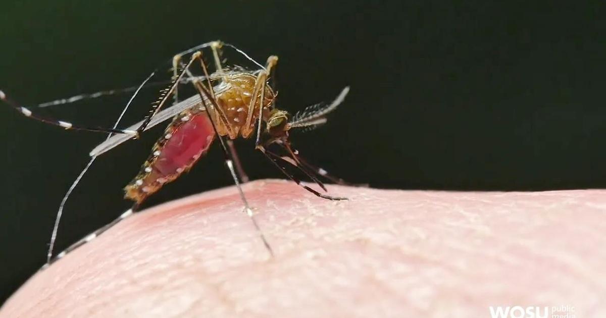 QED With Dr. B | Mosquitoes Teach Us to Make Better Devices | Season 2 ...