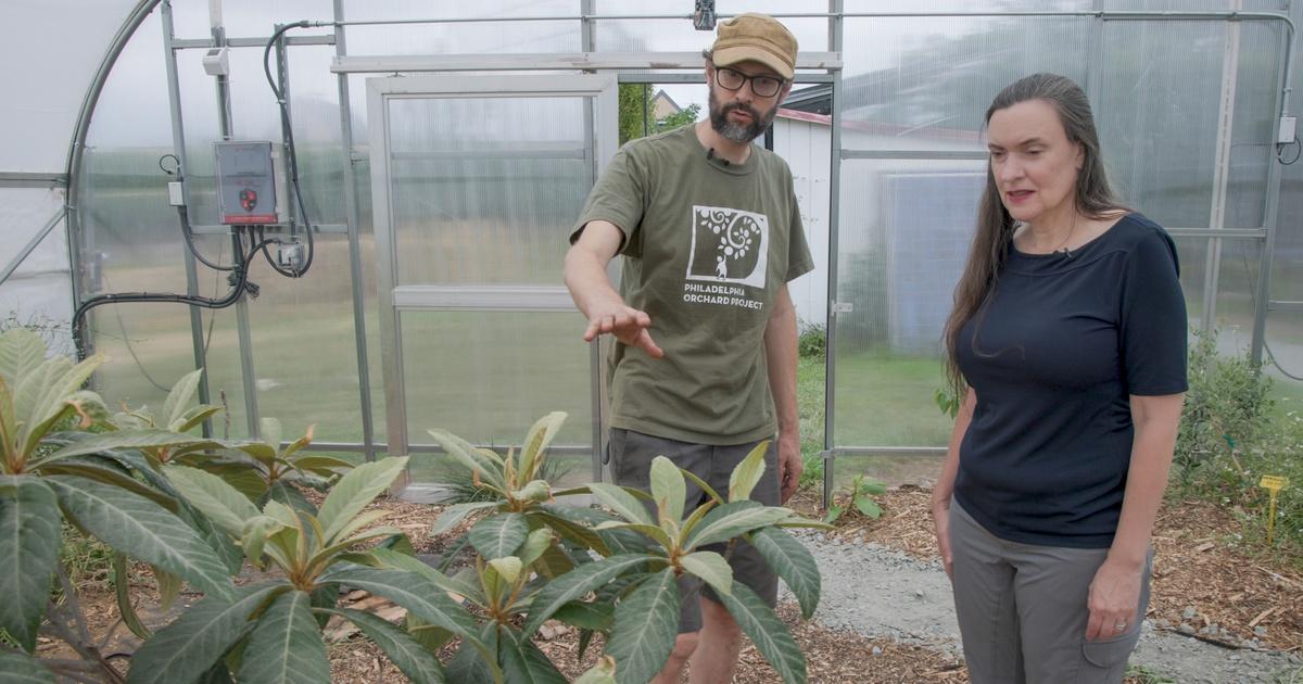 WHYY Series | Growing bananas in Philly? Preparing for a warming future ...