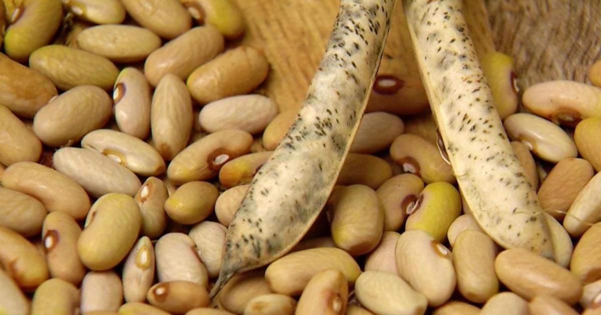 Virginia Home Grown | Explore plant breeding, seed-saving, and unique ...