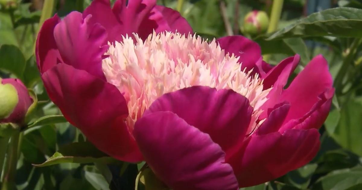 Great Gardening | PBS