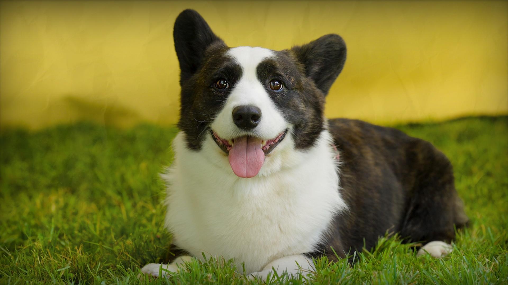 How Dogs Are Shaping The Future Of Medicine | Human Footprint ...