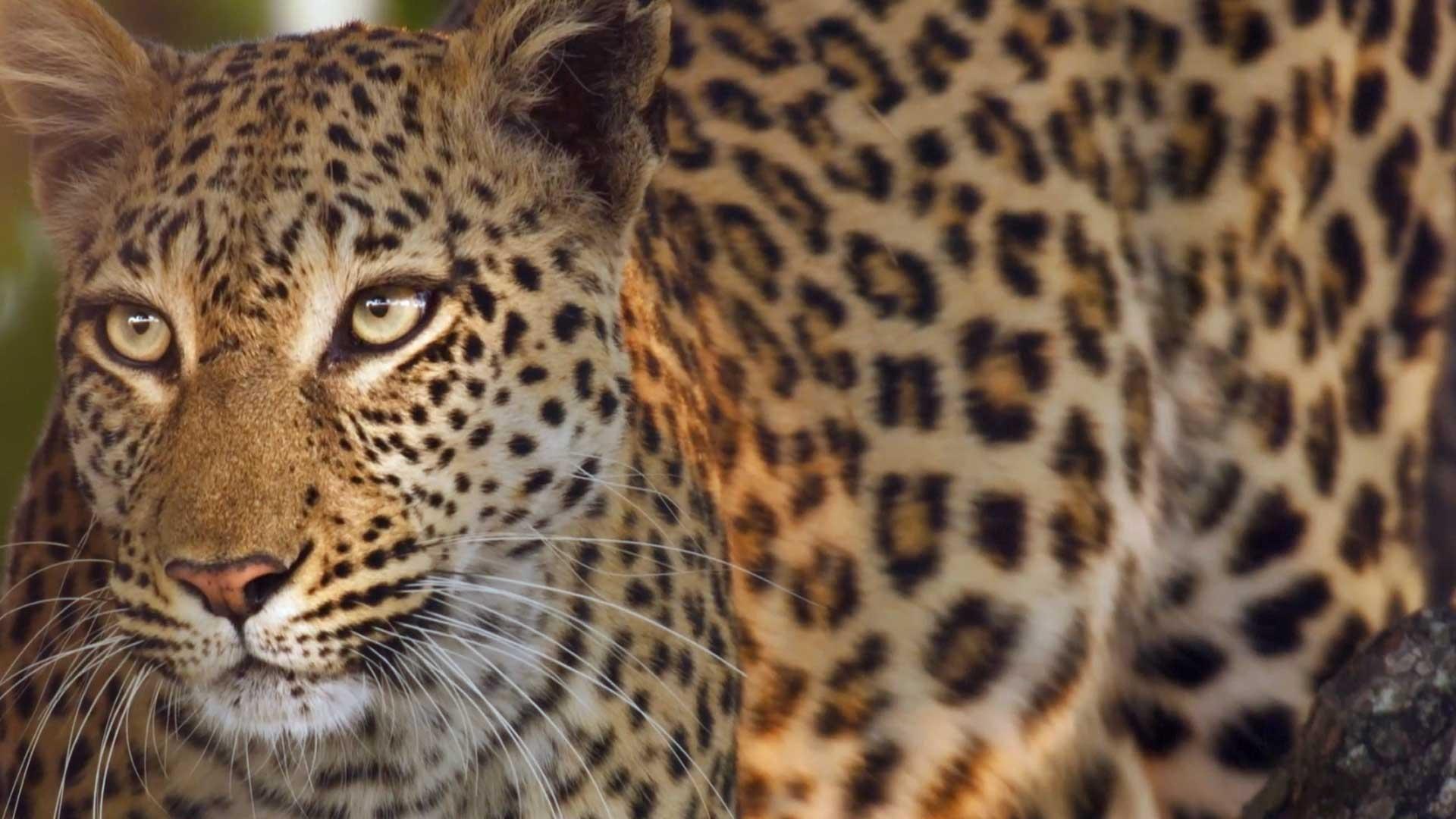 Lions Steal a Starving Leopard's Kill | Big Cats 24/7 | THIRTEEN - New ...