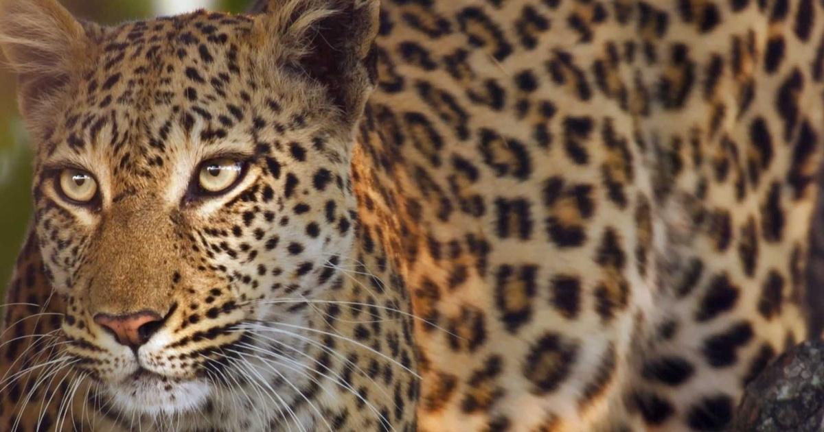 Big Cats 24/7 | Lions Steal a Starving Leopard's Kill | Season 1 ...