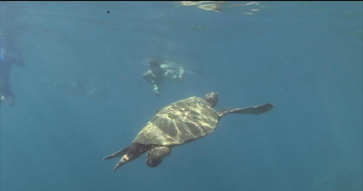 DragonflyTV | Sea Turtles | Season 6 | PBS