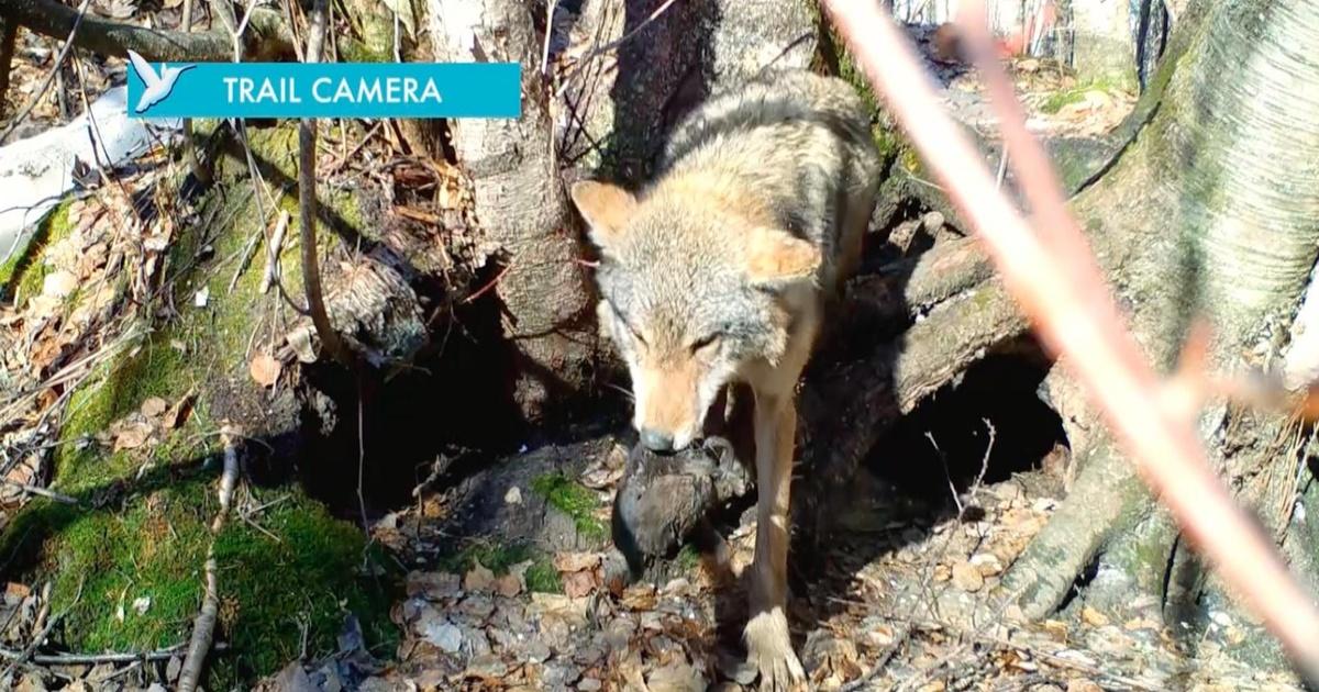 Nature | Mom Saves Pups on Wolf Trail Cam | Season 37 | Episode 15 ...