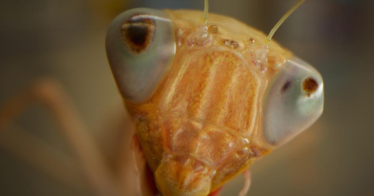 Bugs That Rule the World | Insect Apocalypse? | Episode 1 | PBS