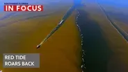 Southwest Florida In Focus | Massive Red Tide Bloom Takes Over SWFL ...