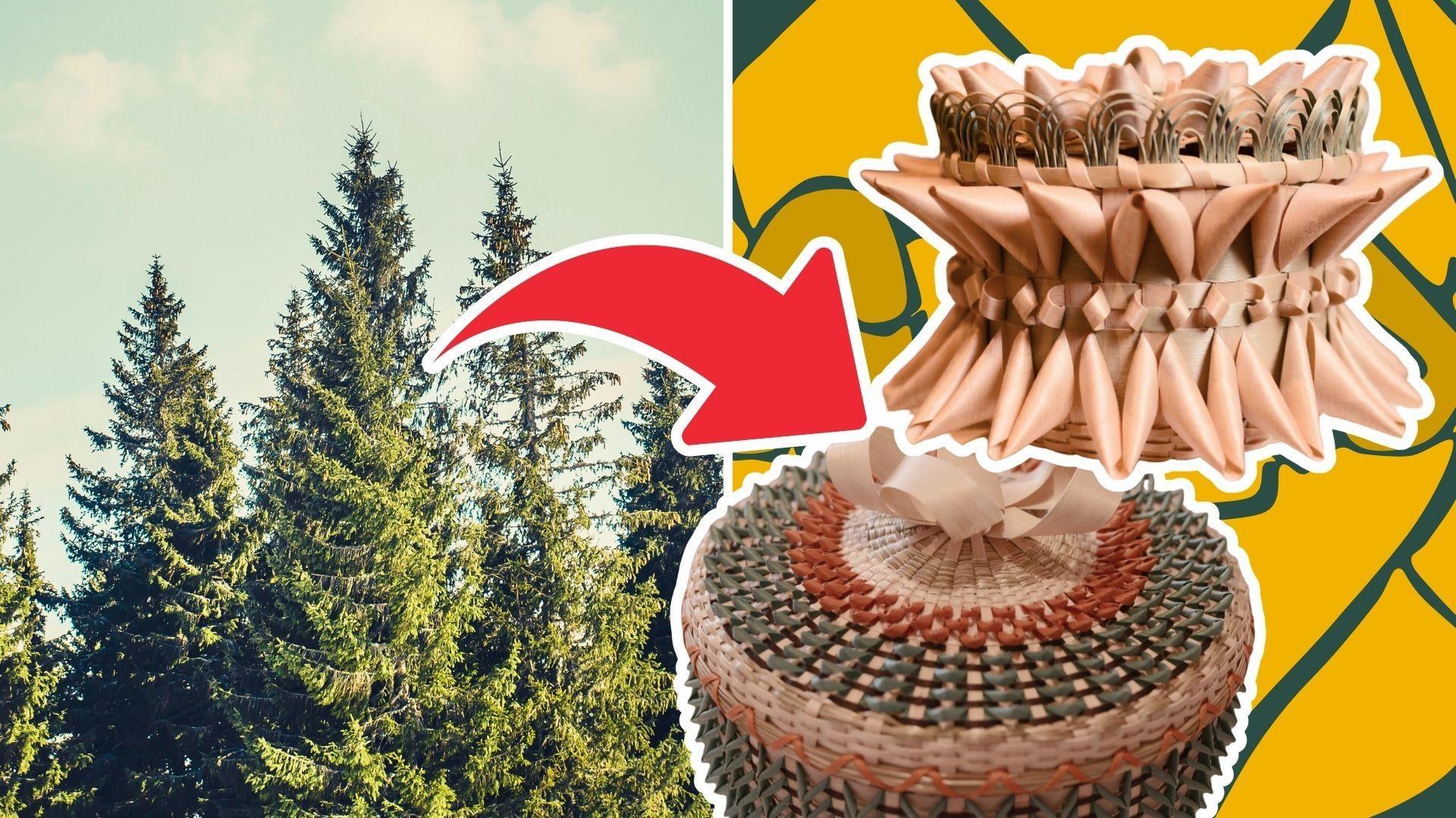 What's the Significance of Trees in Haudenosaunee Tradition? | AHA! A ...