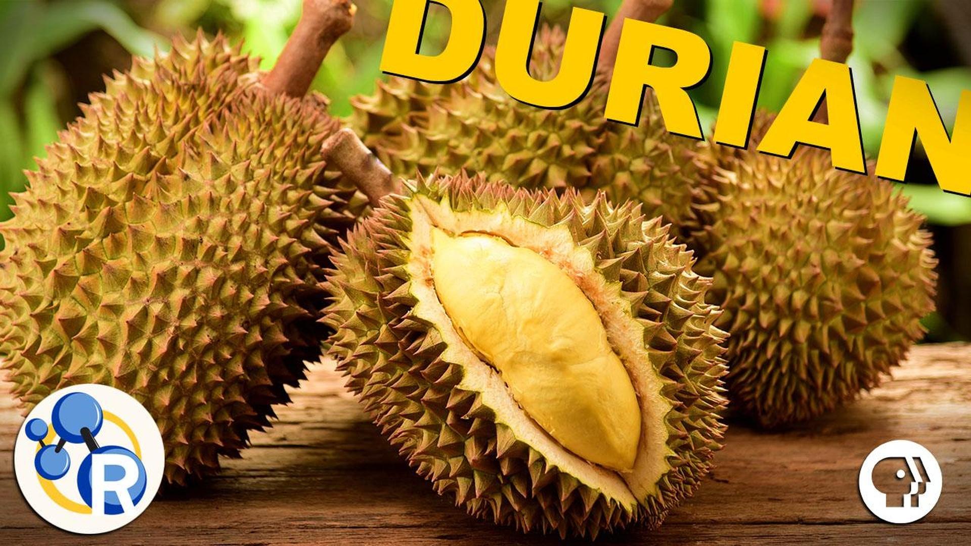 The Smell of Durian Explained | Reactions | ALL ARTS