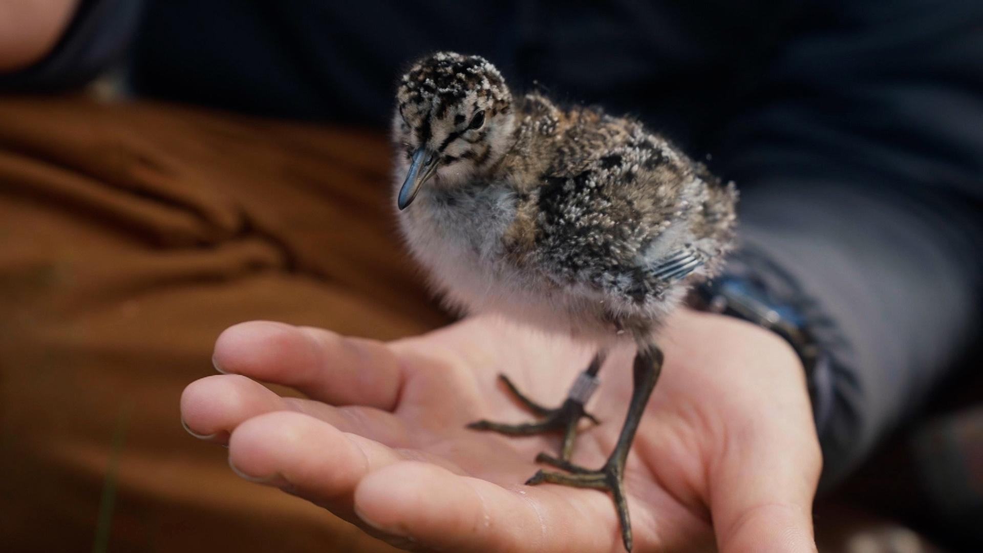 The Perilous Life of Shorebird Chicks | Nature | THIRTEEN - New York ...