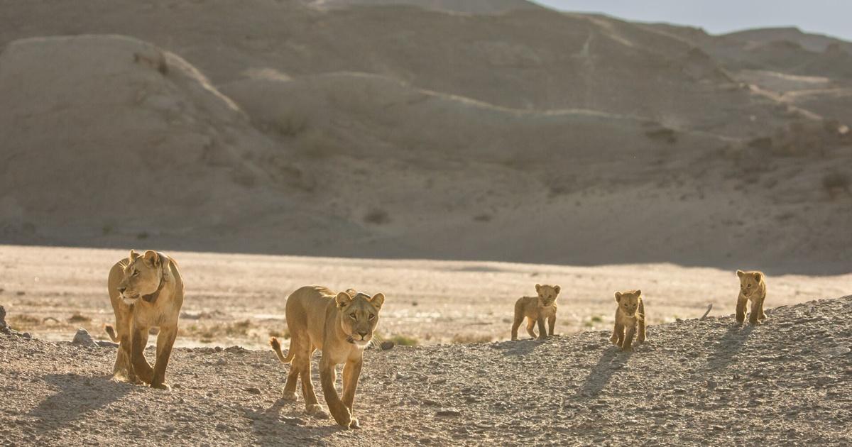 Nature | Preview of Lions of the Skeleton Coast | Season 43 | Episode 4 ...