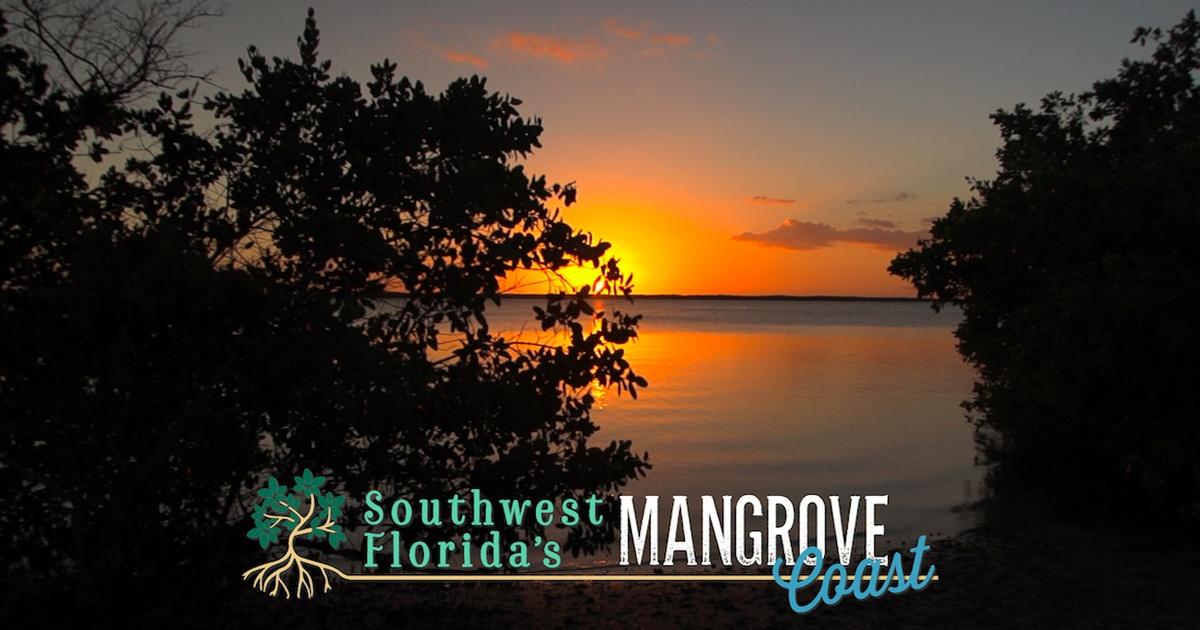 WGCU Local Productions | Southwest Florida's Mangrove Coast | PBS