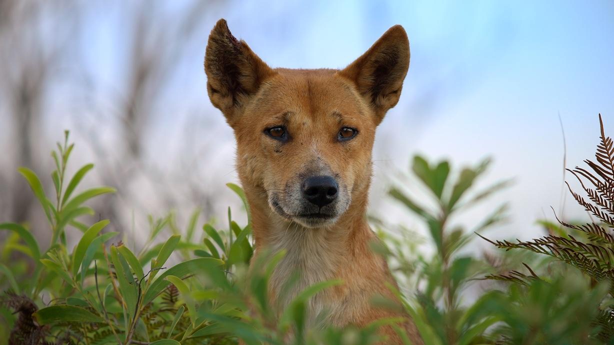 Meet the Family | Dogs in the Wild | Watch Nature on PBS Wisconsin