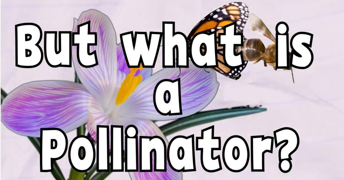 At-Home Learning Presents: Teacher Time | What is a pollinator ...