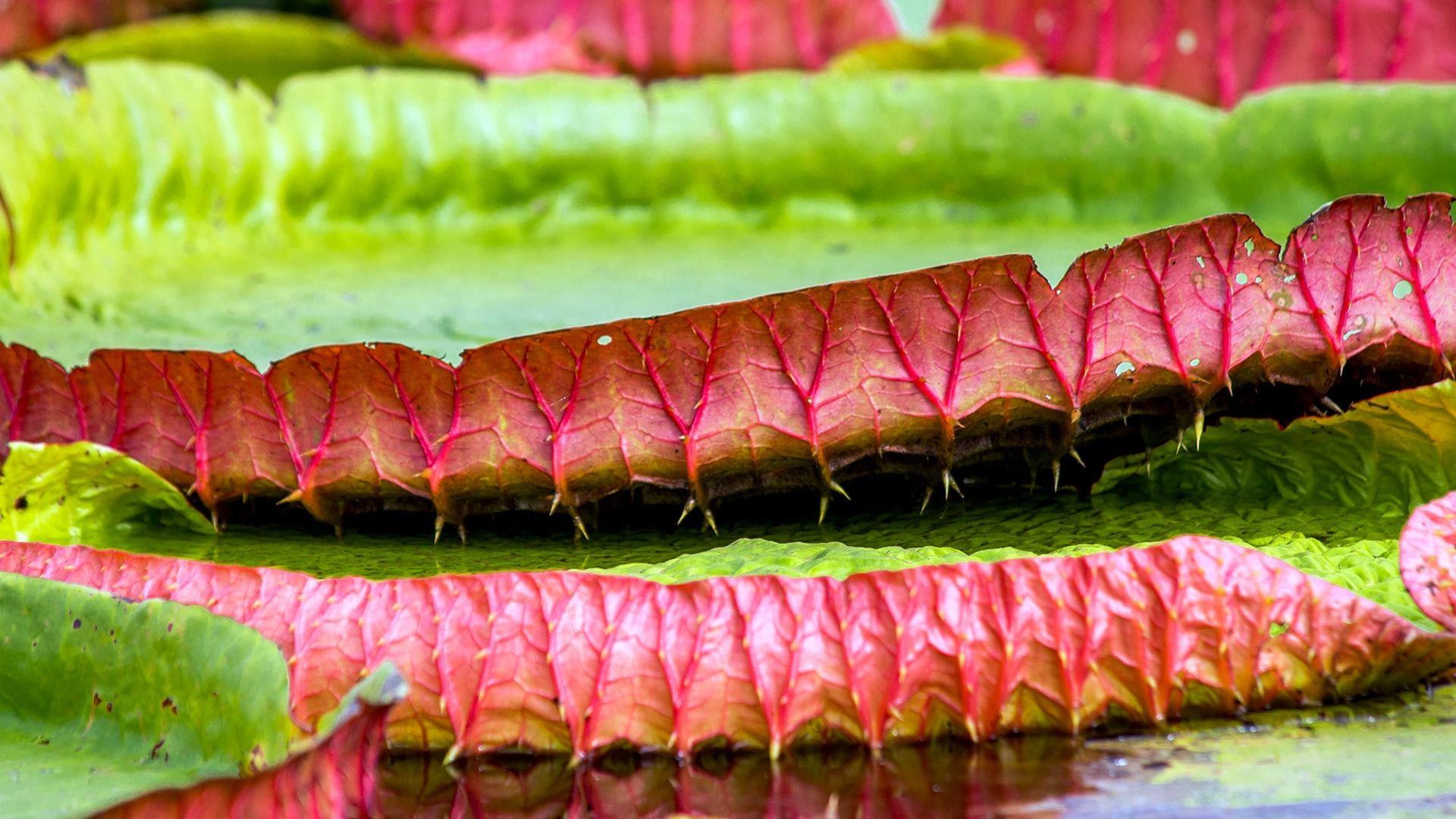 How the Giant Water Lily Dominates | The Green Planet | THIRTEEN - New ...