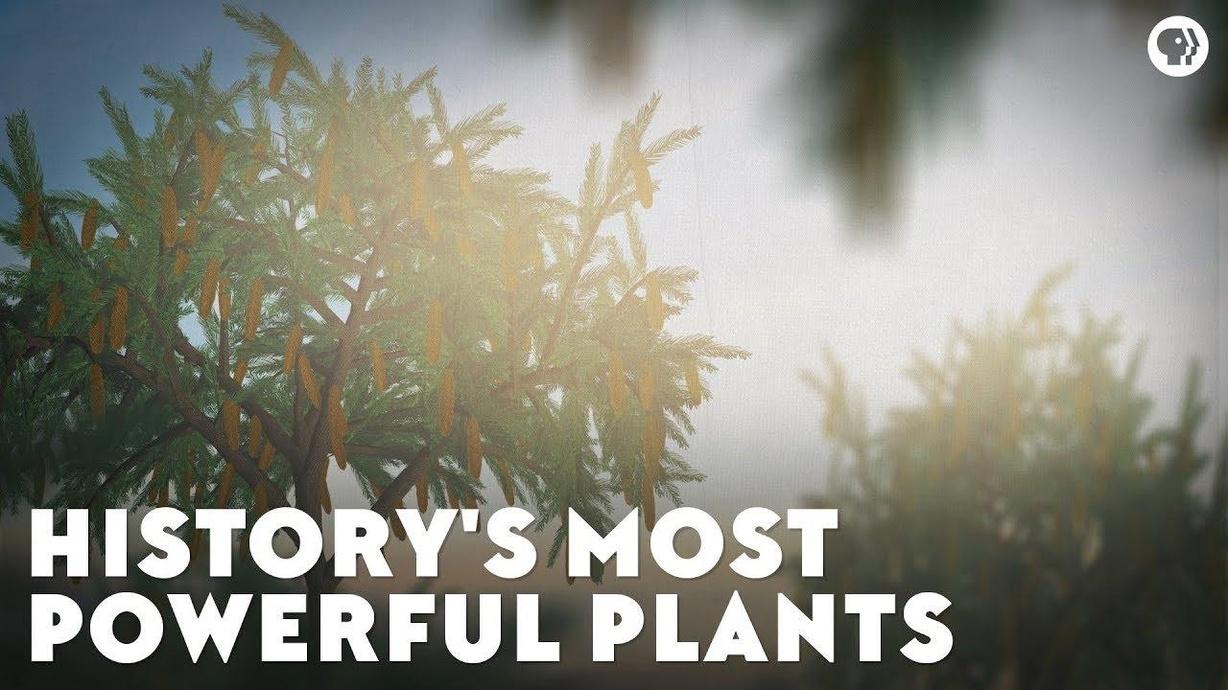 History's Most Powerful Plants | Watch Eons on PBS Wisconsin