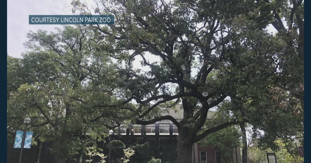 Chicago Tonight | Lincoln Park Zoo’s Oldest Tree Nears End | Season ...