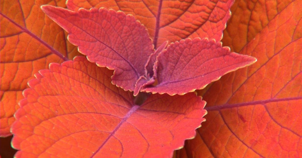 Virginia Home Grown | Popular Garden Plants; Native Plants for ...