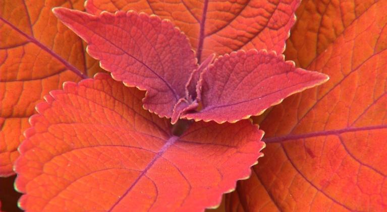 Virginia Home Grown | PBS