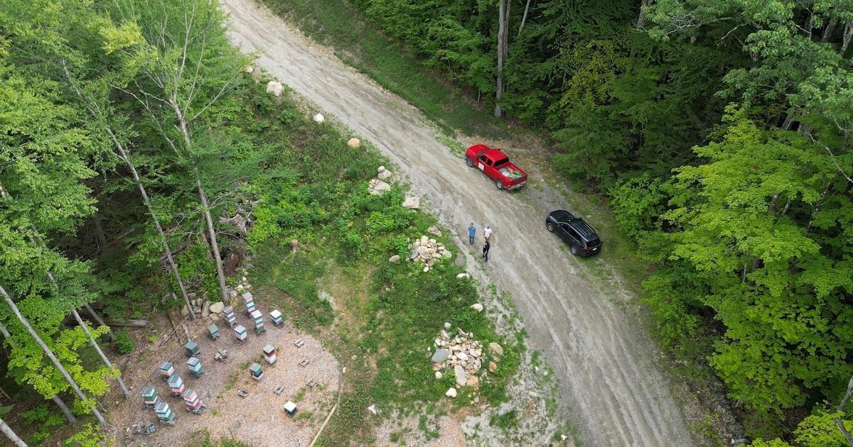 Charlie Bee Company | Yankee Bees | Season 2 | Episode 8 | SDPB