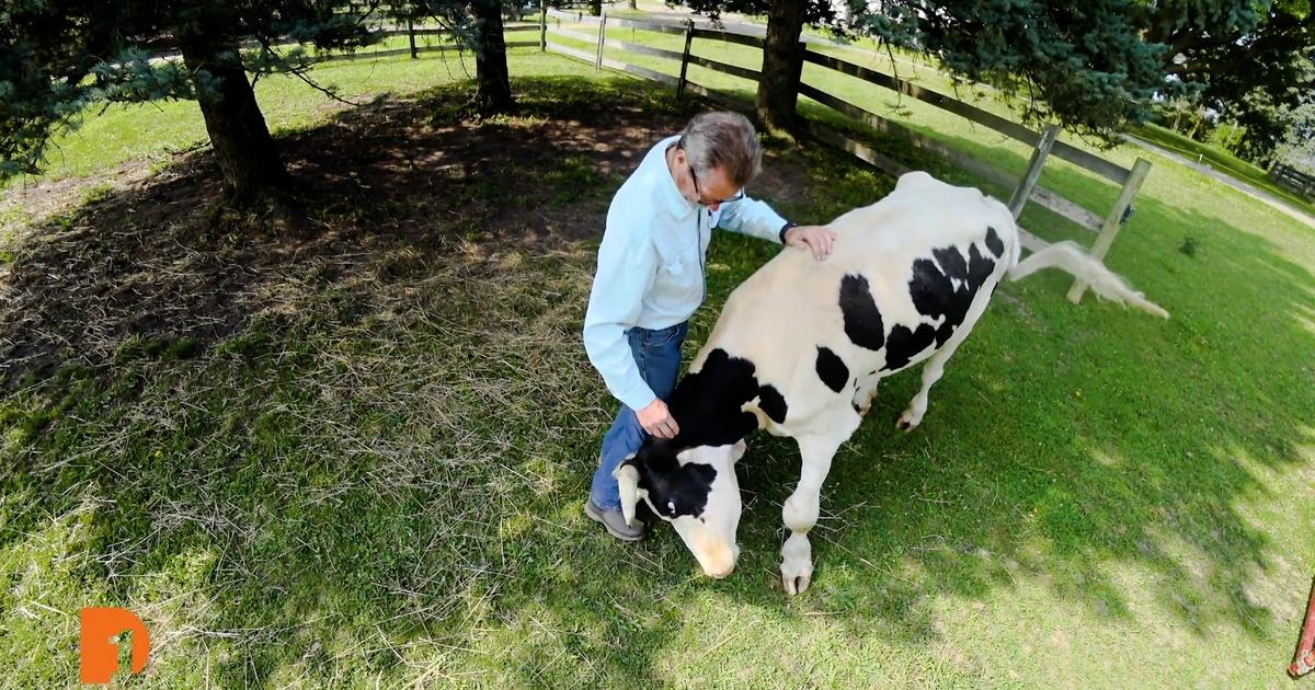 One Detroit | Barn Sanctuary gives second chance to Michigan farm ...
