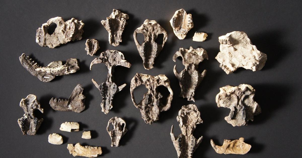 Arizona PBS Previews | Nova 4617 Rise of the Mammals | PBS