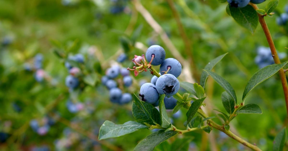 Washington Grown | U Pick Berries | Season 10 | Episode 1004 | PBS