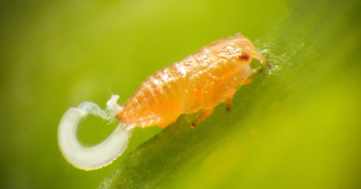 Deep Look | Citrus Psyllids Bribe Ants With Strings Of Candy Poop ...