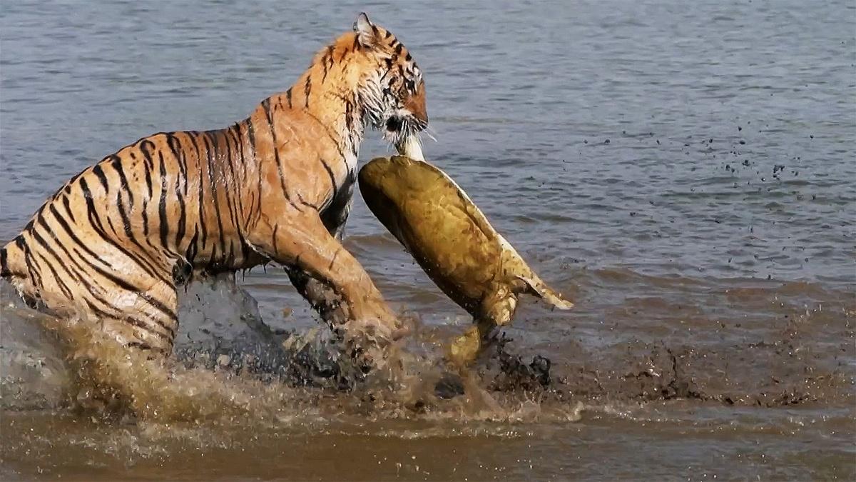 Why This Tiger Hunts Turtles… And Crocodiles | Nature | THIRTEEN - New ...