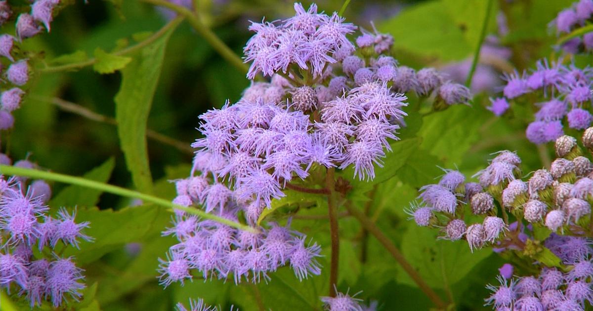 Virginia Home Grown | Native Plants | Season 23 | Episode 7 | PBS