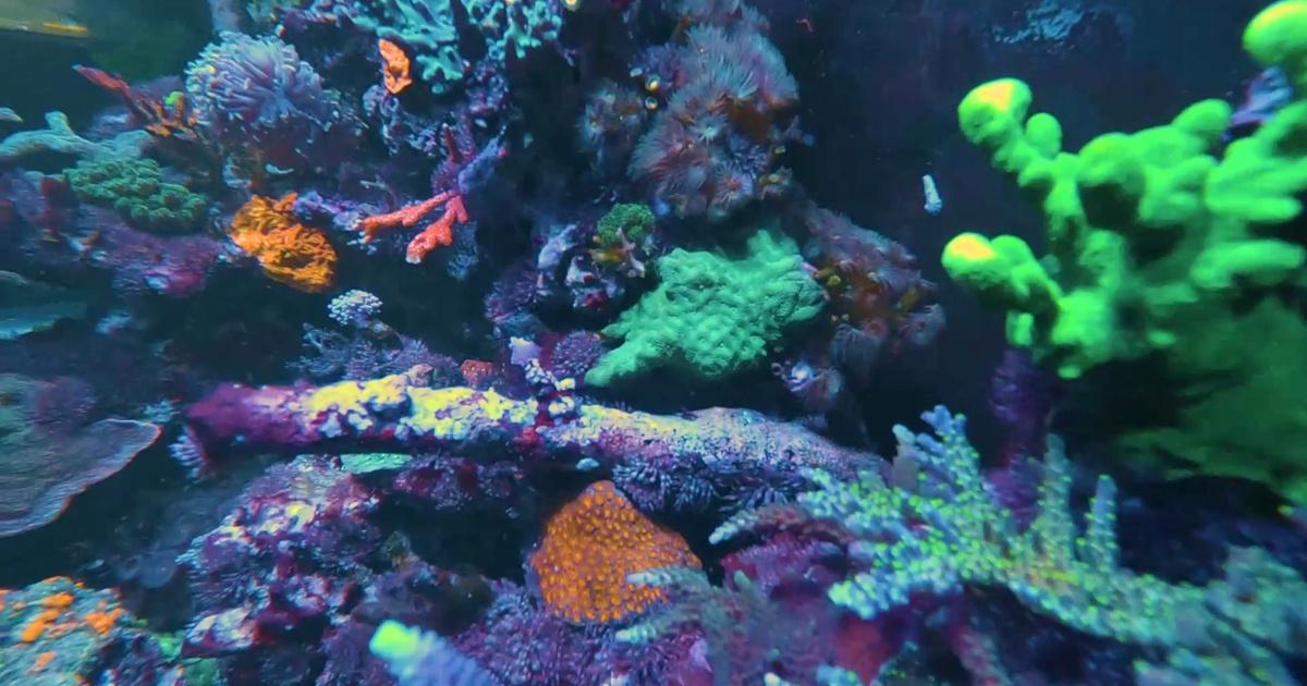 WEDU Arts Plus | 1014: Living Color | Season 10 | Episode 14 | PBS